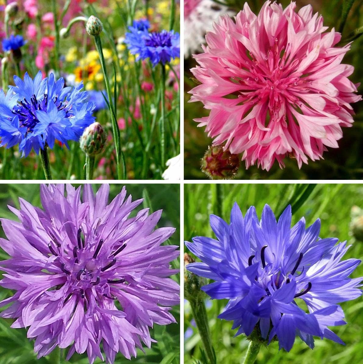 Amazon.com: 3000+ Cornflower Seeds Mixed Colors : Everything Else