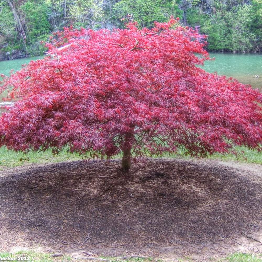 Red Lace Japanese Maple Tree