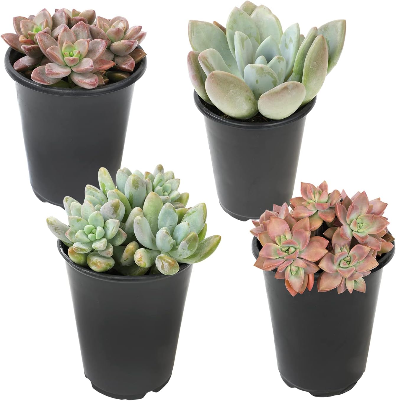 Amazon.com : 1QT Rosette Succulents Plants Live Indoor Plants 4PK, Real ...