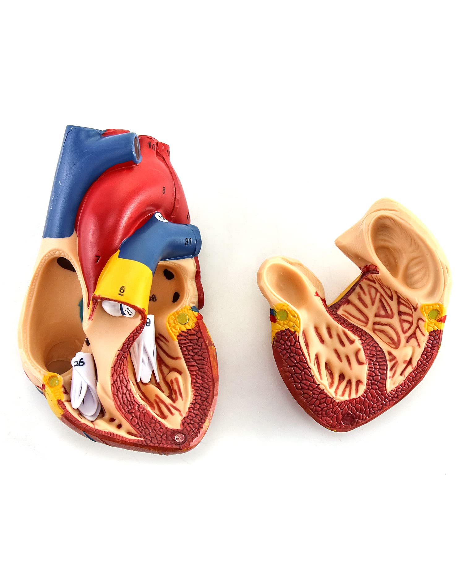 Snapklik.com : QWORK Human Heart Model, Anatomically Accurate Numbered ...