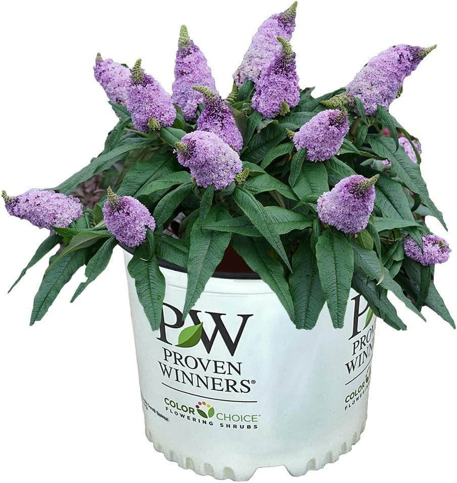 Amazon.com : Blooming & Beautiful - Pugster Amethyst Butterfly Bush - 3 ...