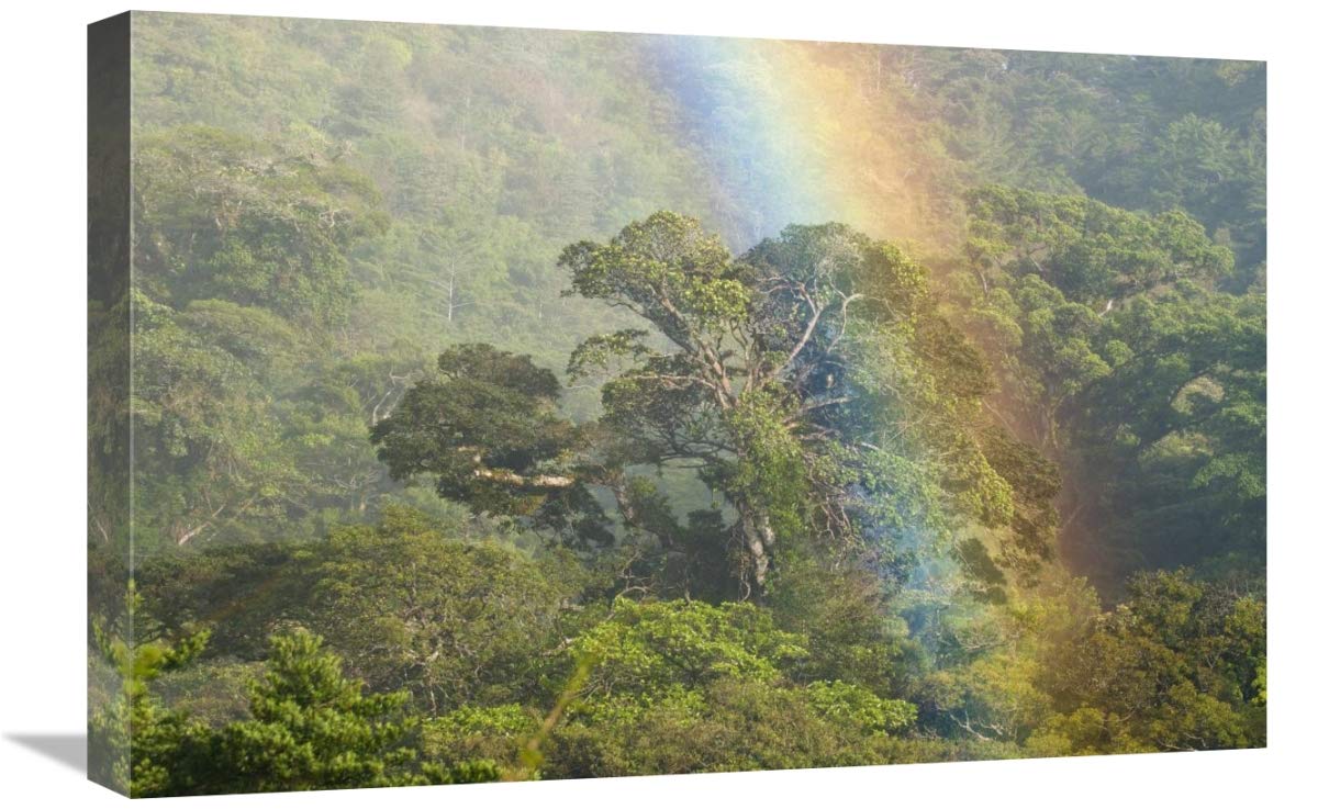 Tropical Rainforest Rainbow