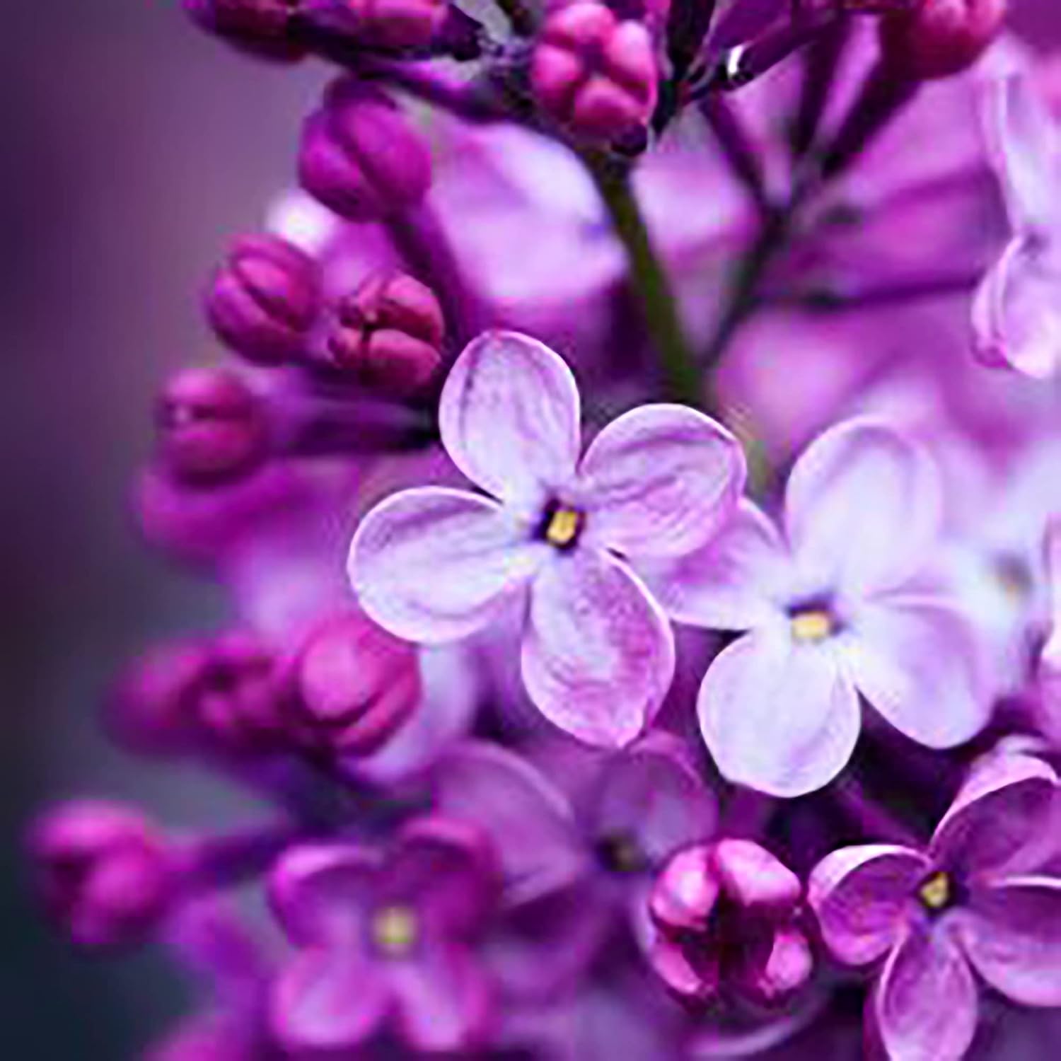 Amazon.com : Purple Lilac Seeds Flowering Shrub Fragrant and Beautiful ...