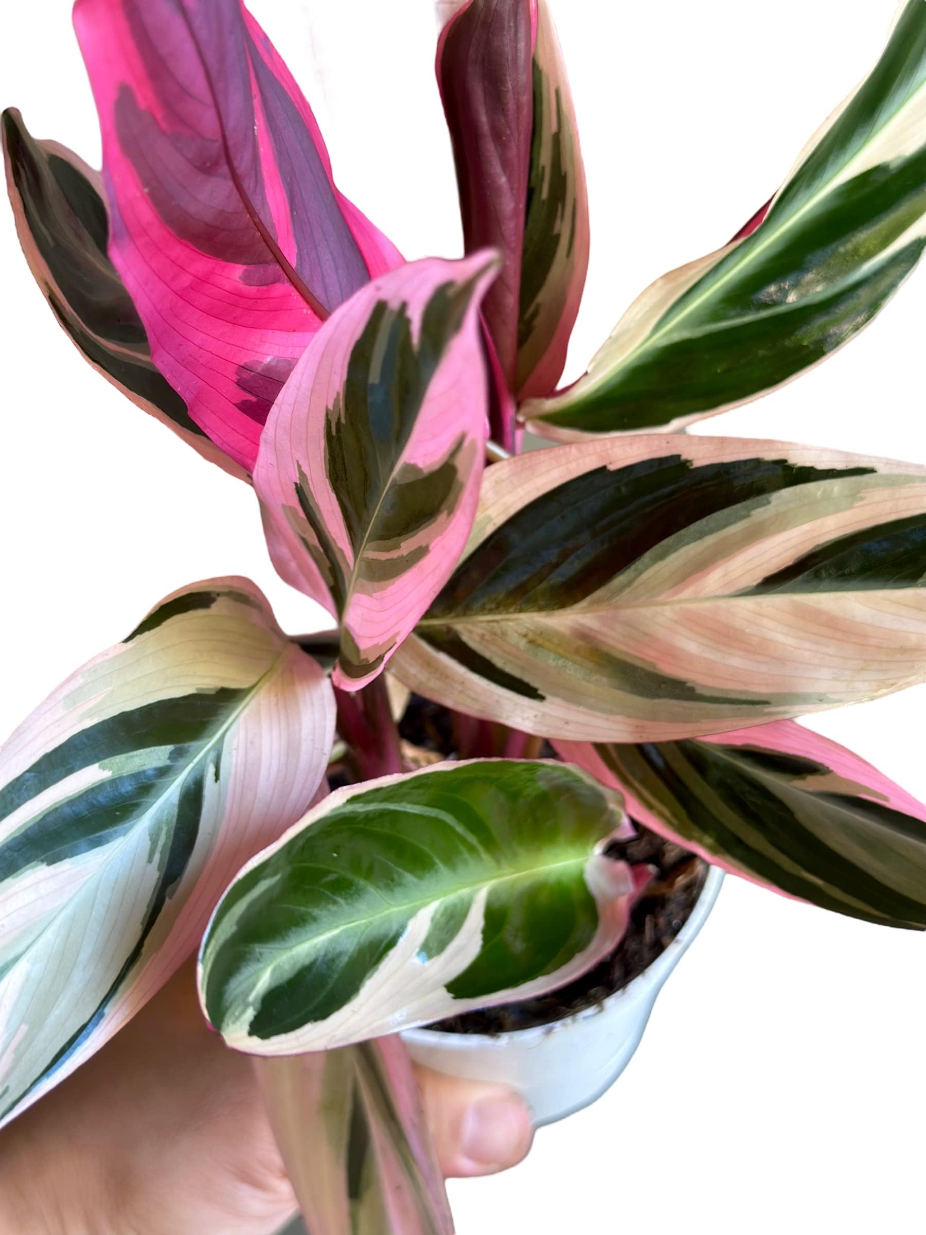 Amazon.com : Hirt's Red Prayer Plant - Maranta - Easy to Grow House ...