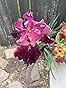 Amazon.com : 6-10-10 Premium Iris Food : Patio, Lawn & Garden