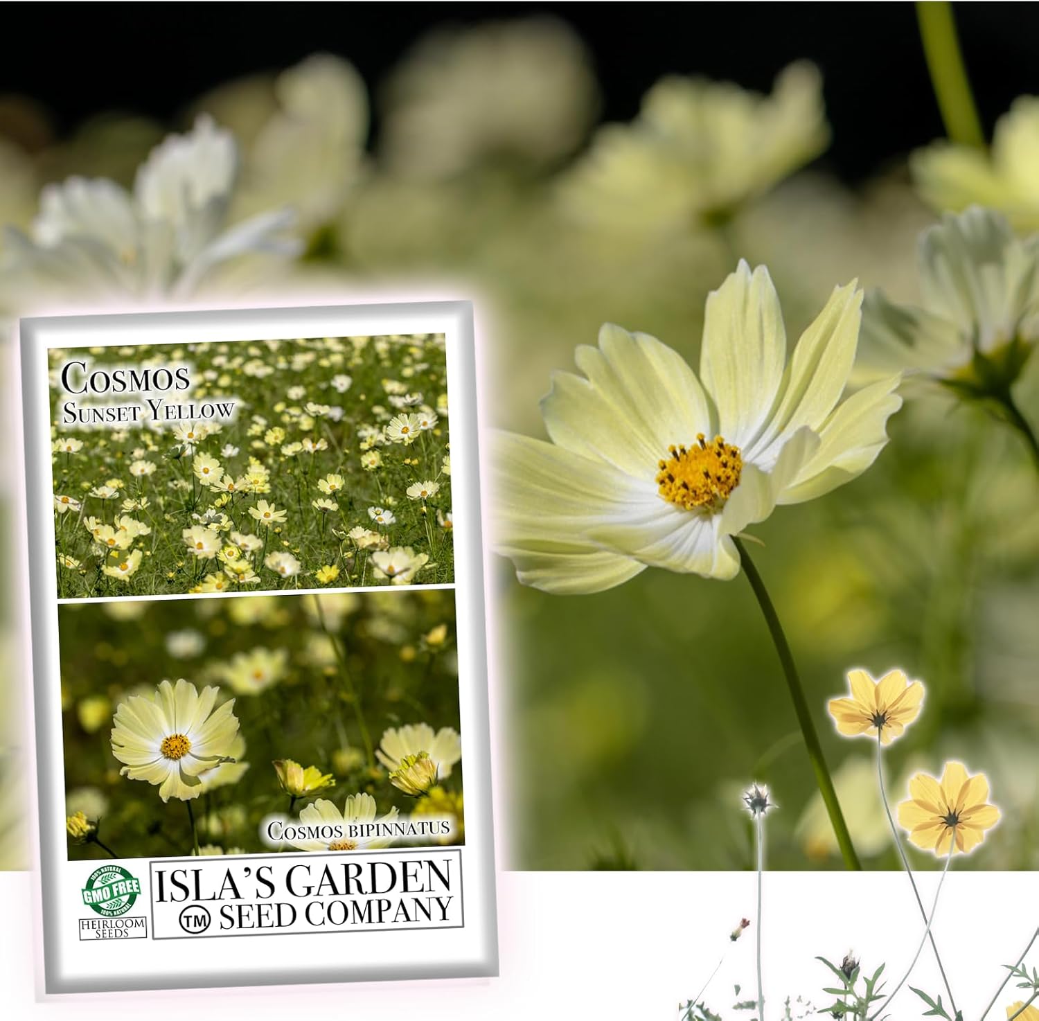 Amazon.com : Sunset Yellow Cosmos Seeds (Cosmos bipinnatus) – 100+ Non ...