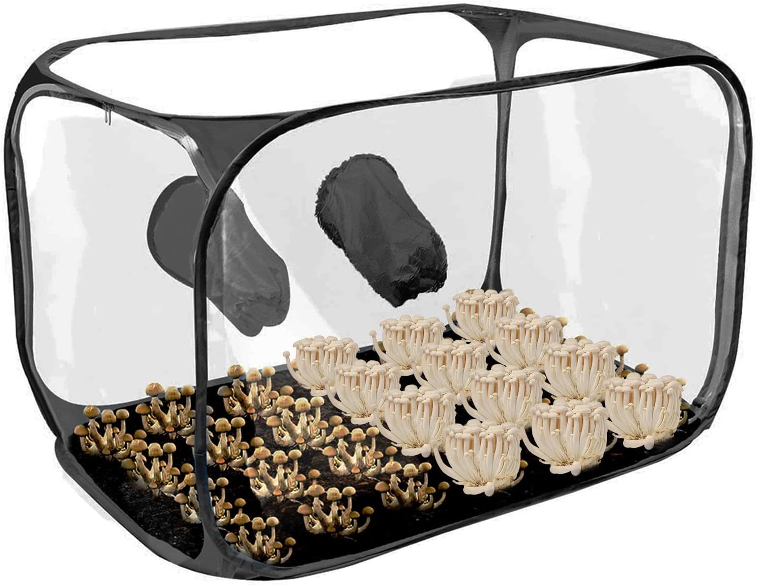 Amazon.com : LAFANDE Mushroom Still Air Box, Portable Mushroom Grow ...