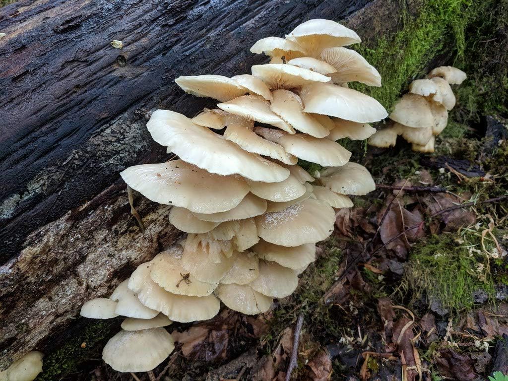 Pleurotus pulmonarius Mushroom Mycelium Plug Spawn - Grow Edible ...
