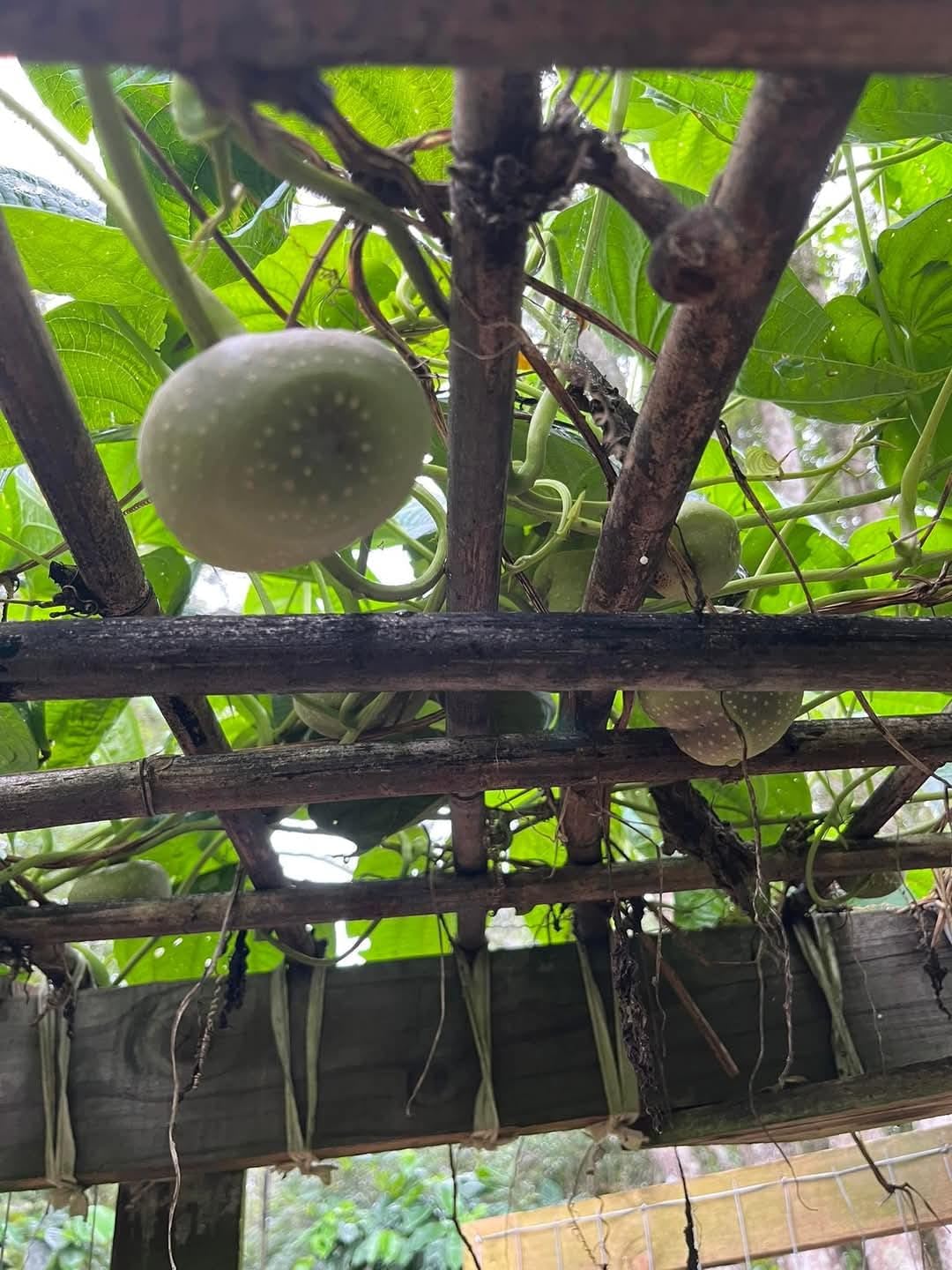 The Royal Gardening Air Potato Dioscorea Bulbifera Best Fruiting Plants ...