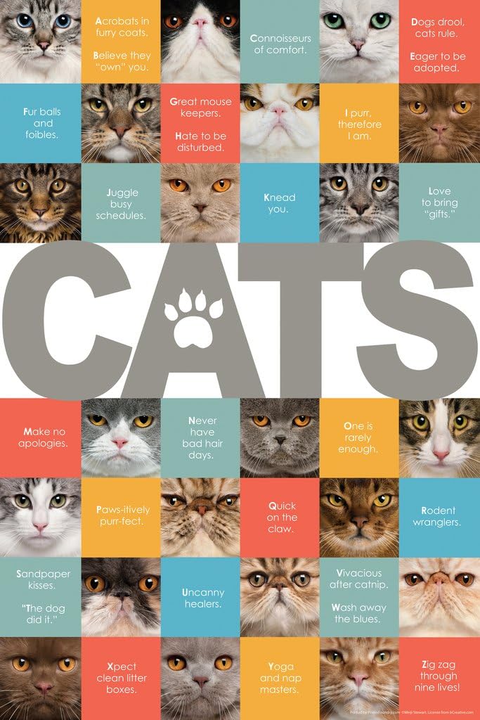 Amazon.com: A to Z of Cats Cute Pets Loving Animals Baby Animal ...