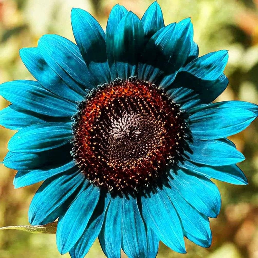 50Pcs Blue Sunflower Seeds for Garden Balcony Planting Garden Sun ...