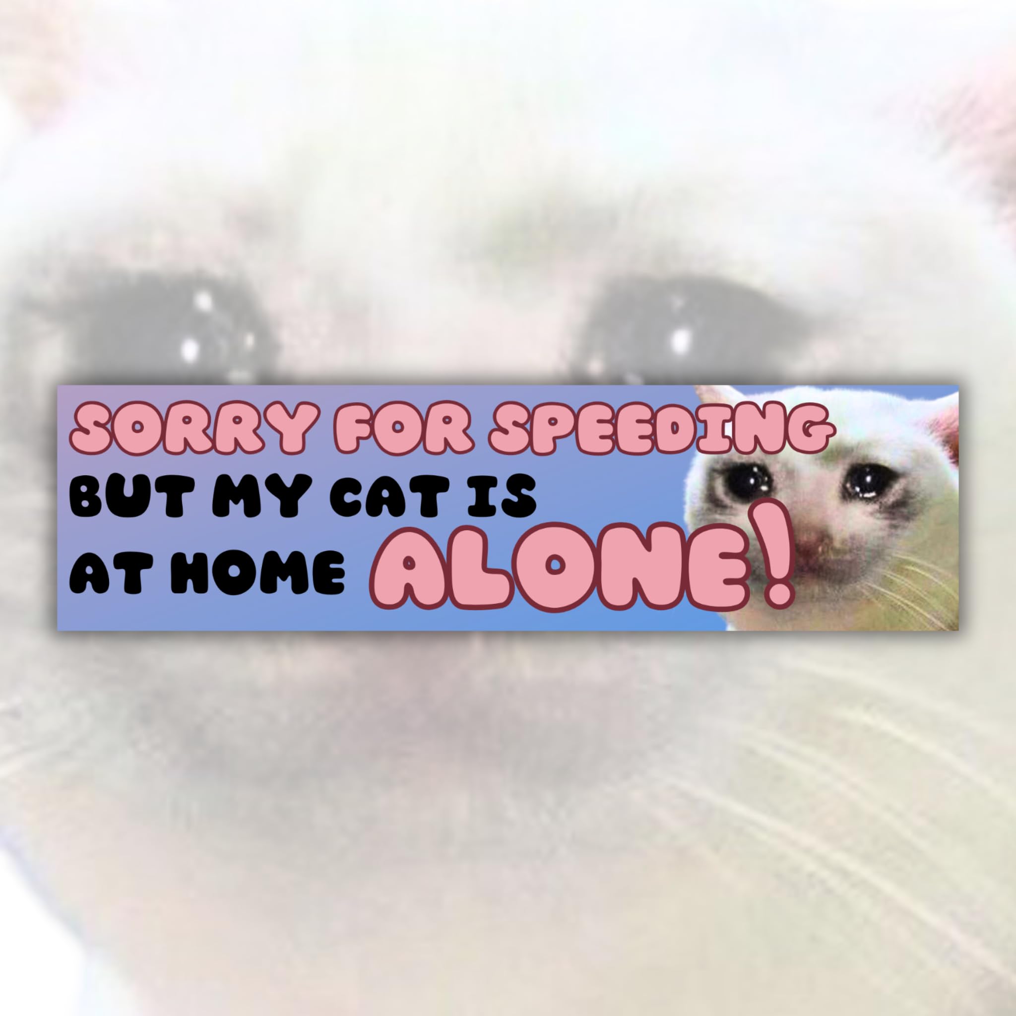 But Why Meme Cat Silly Cat TV Series Wiki | Fandom