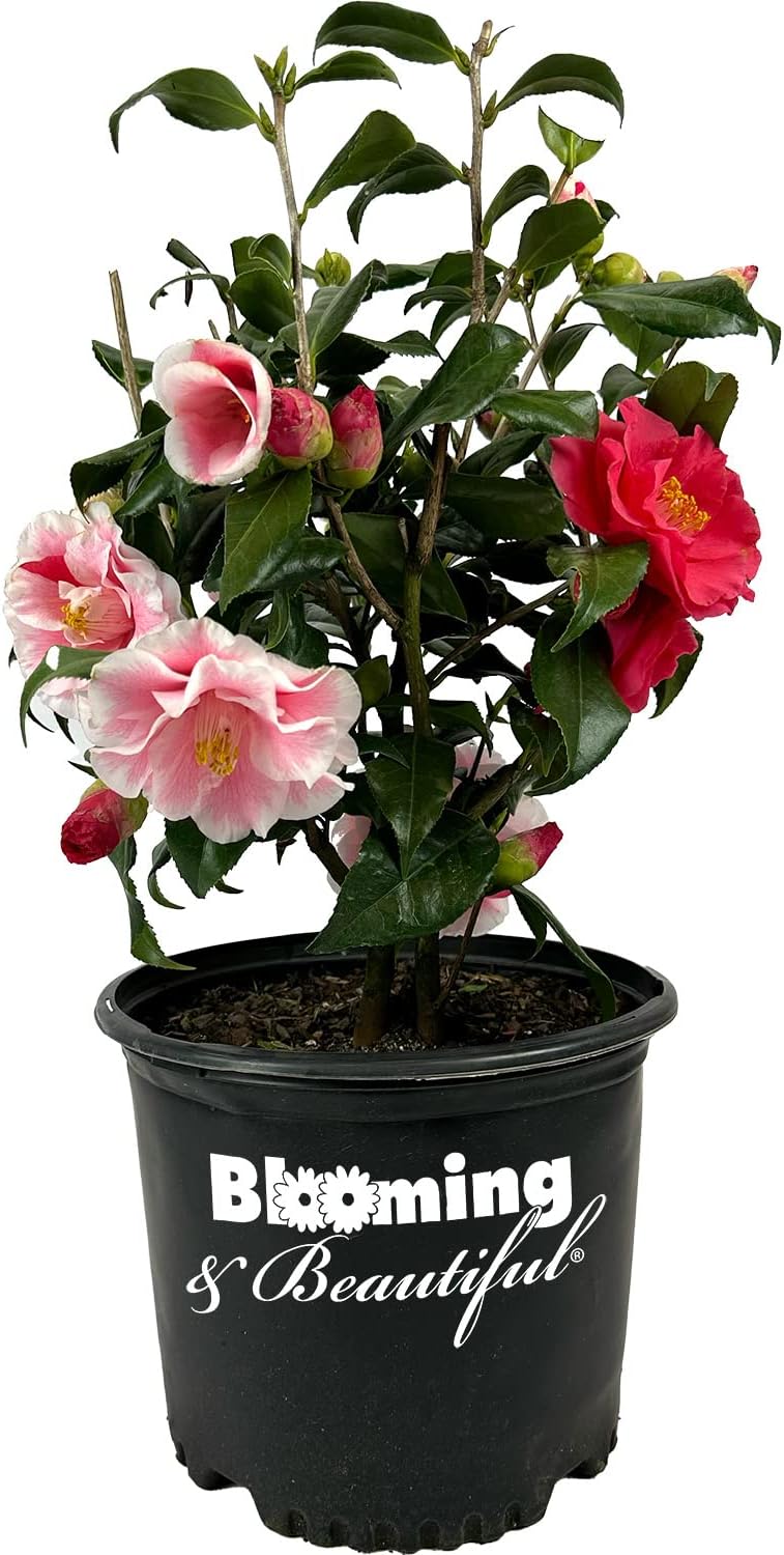 Amazon.com : Lady Vansittart Camellia - 3 Gal - Evergreen Shrub - Multi ...