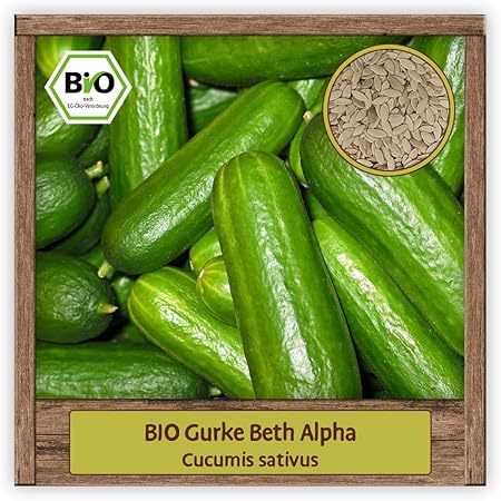 BIO Gurke Samen samenfeste Sorte 'Cornichon de Paris' 10 Pflanzen für ...