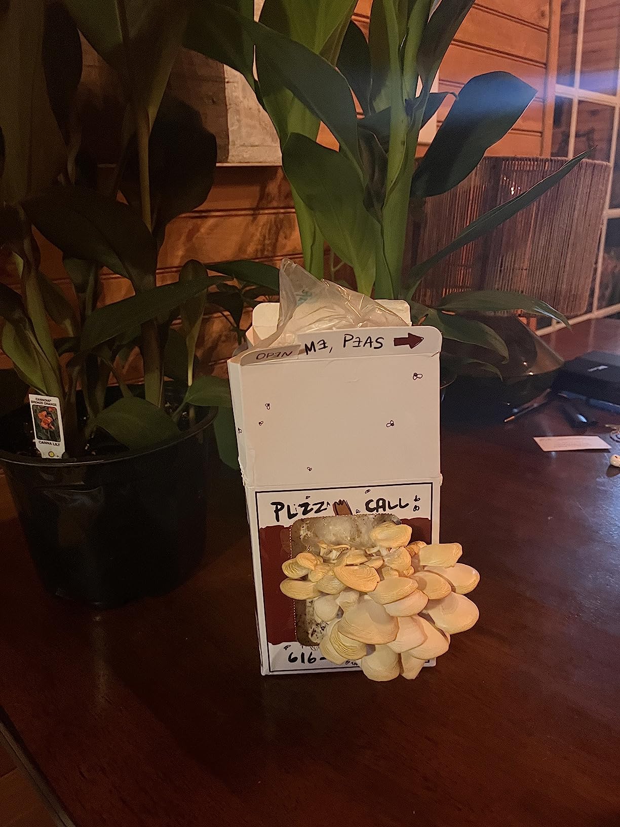 Amazon.com: Melk Carton Kid Snow Oyster Mushroom Grow-at-Home Kit ...