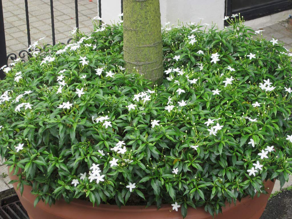 Greenish Valley Dwarf Bonsai Live Flower Plant - Rare" Chandni Flower ...