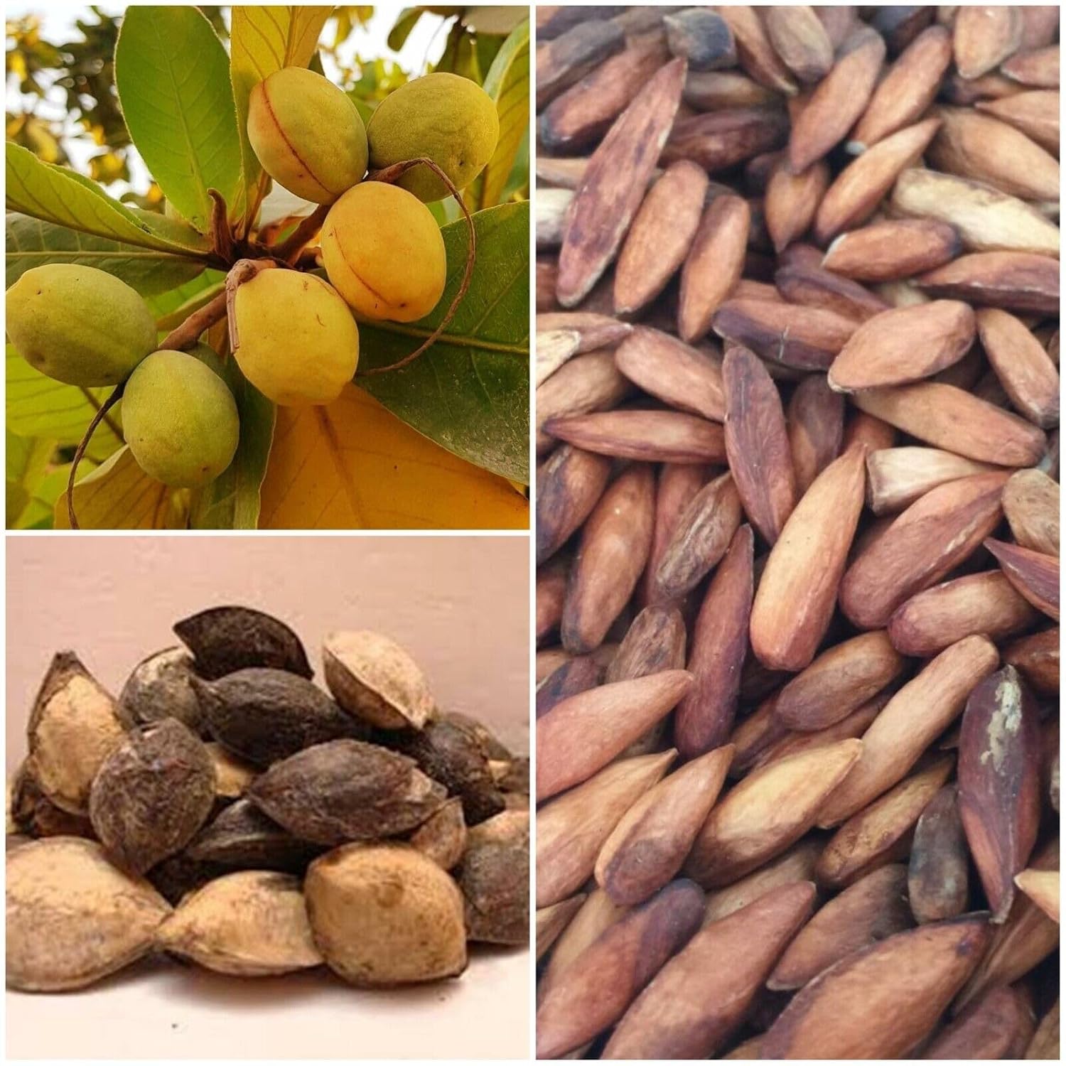 Golden Bloom 1 Live Hybrid Badam Tree, Indian Almond Tree, Terminalia ...