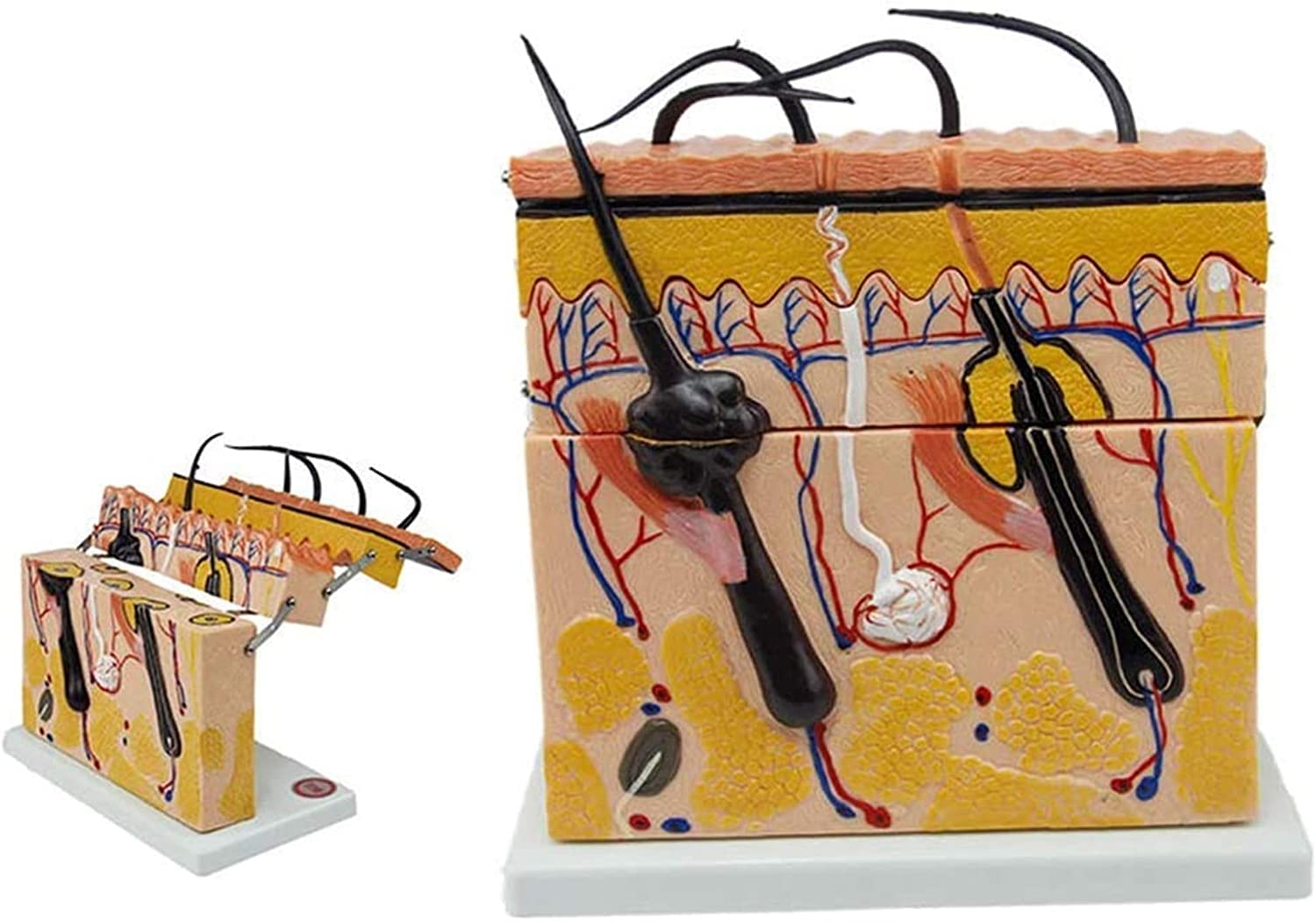 Buy Anatomy Model, Human Skin Anatomy Model - 70X d Skin Section Model ...