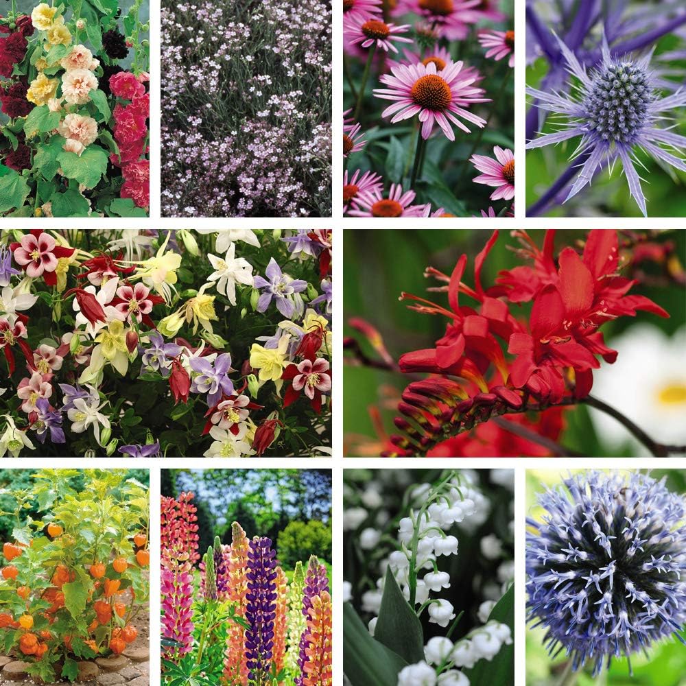 Hardy Garden Perennial Collection Plants, Summer Flowering, Patios ...