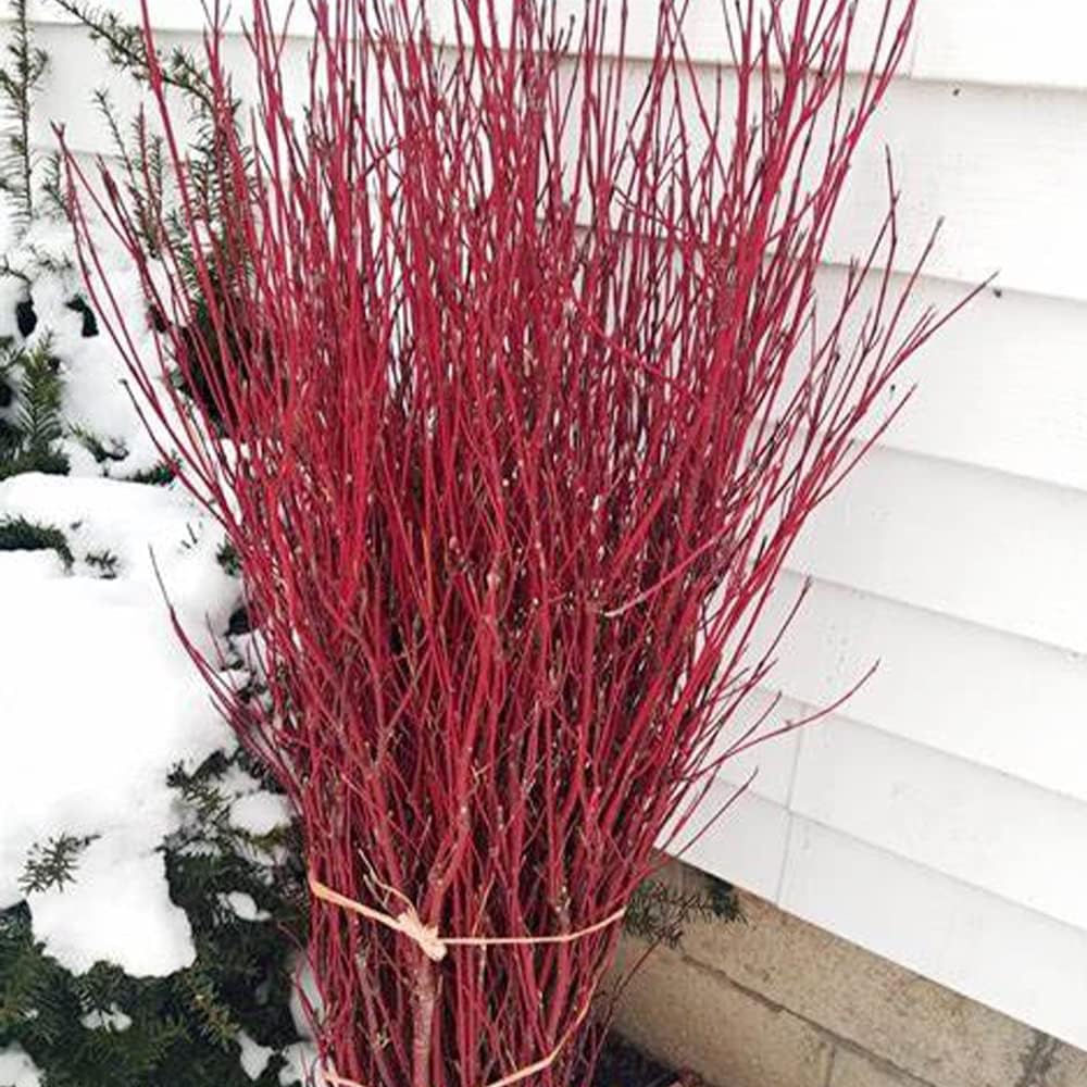 Amazon.com : QAUZUY GARDEN 20 Red-Osier Dogwood Seeds, Red Brush, Red ...