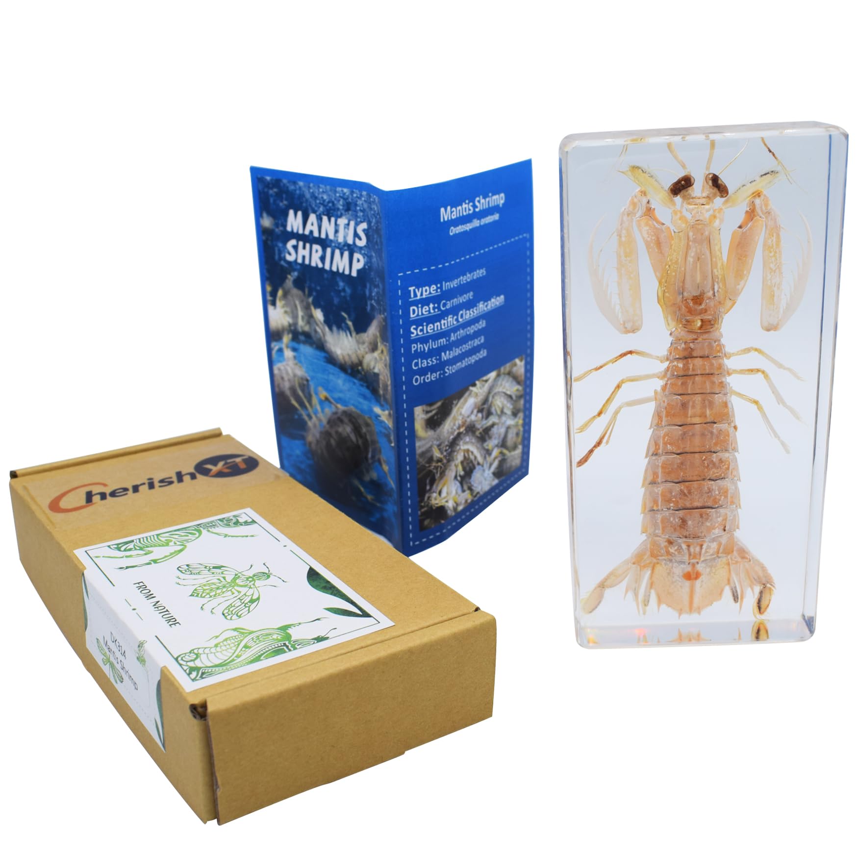 Mantis Shrimp Anatomy モンハナシャコ 🦐 Peacock Mantis