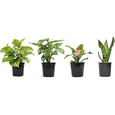 Amazon.com : Easy to Grow Houseplants (6 Pack), Live House Plants in ...