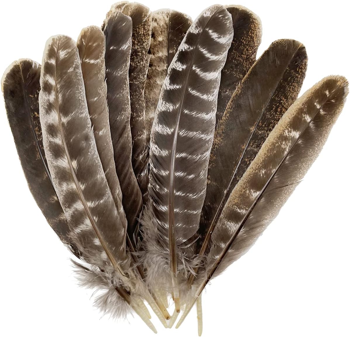 Amazon.com: 5pcs Natural Turkey Feathers 10-12 inch Wild Spotted ...