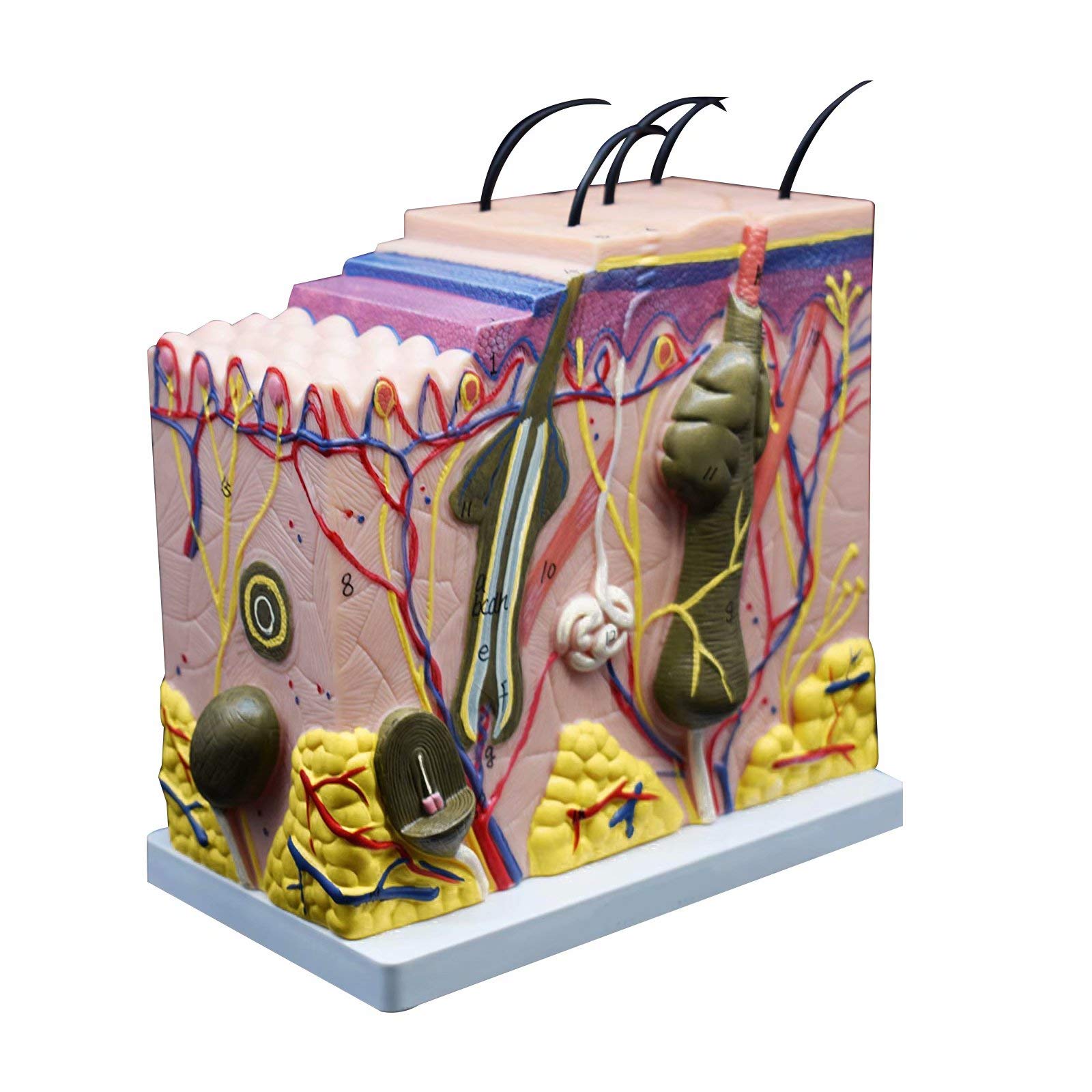Skin Anatomical Model 50x Human Skin Structure Magnification Model ...