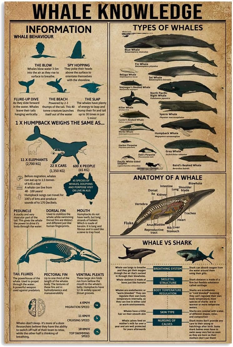 Amazon.com: Whale Knowledge Metal Tin Signs Whale Information Retro ...
