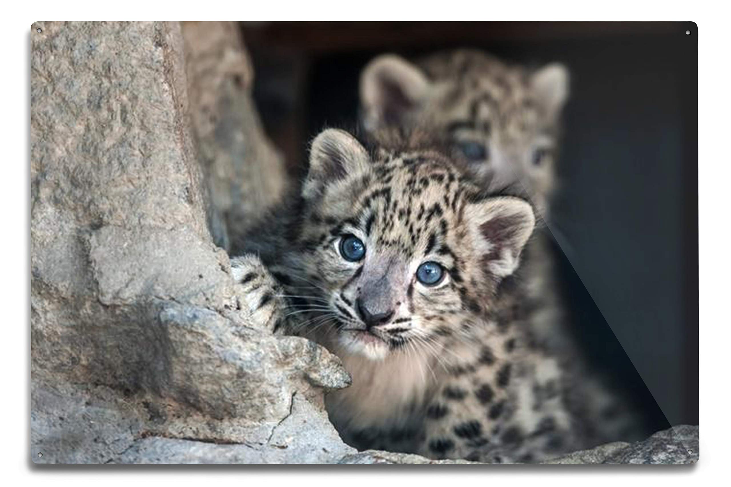 Baby Snow Leopards Cubs