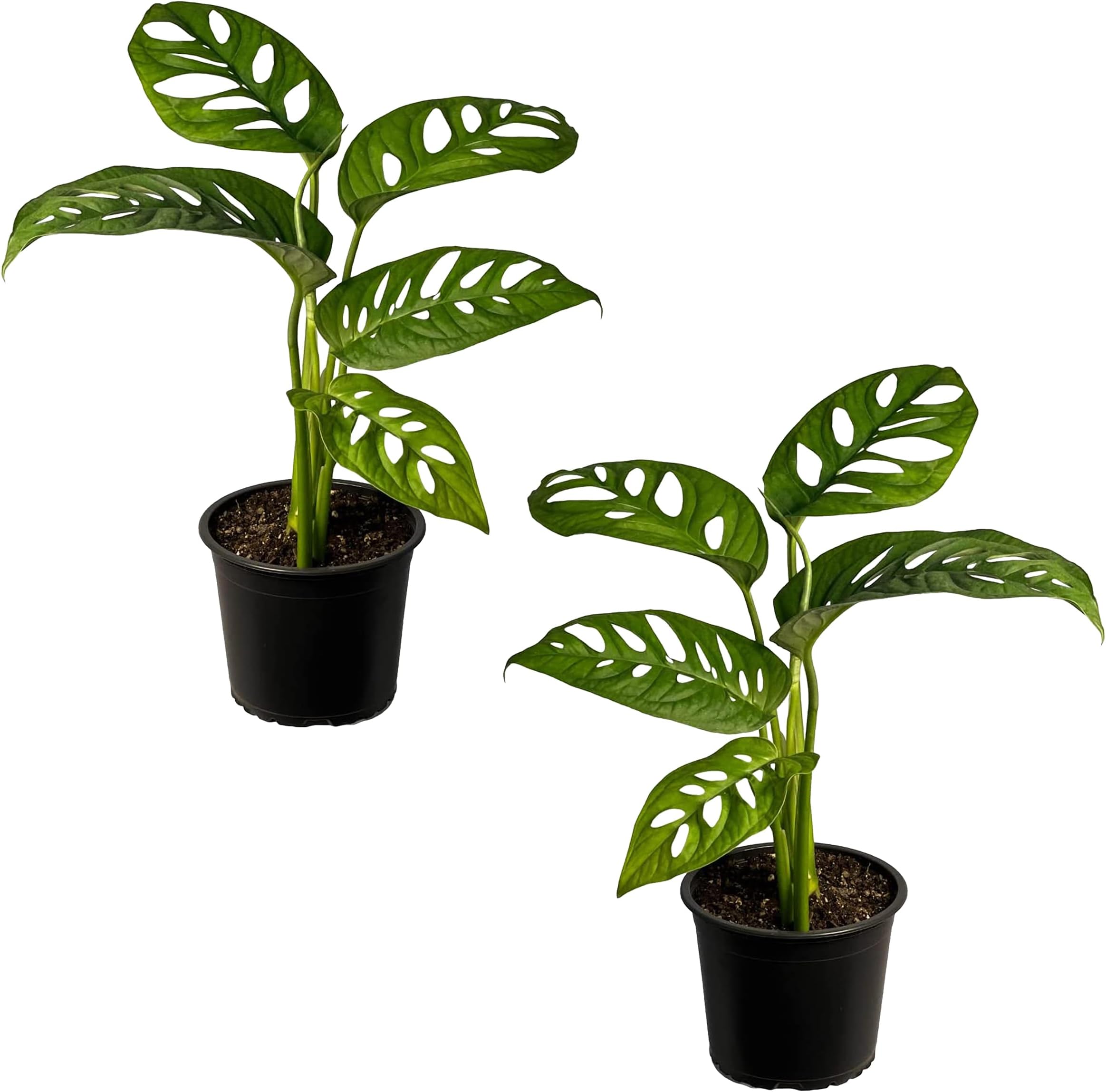 Amazon.com : California Tropicals Tetrasperma - The Rare Mini Monstera ...