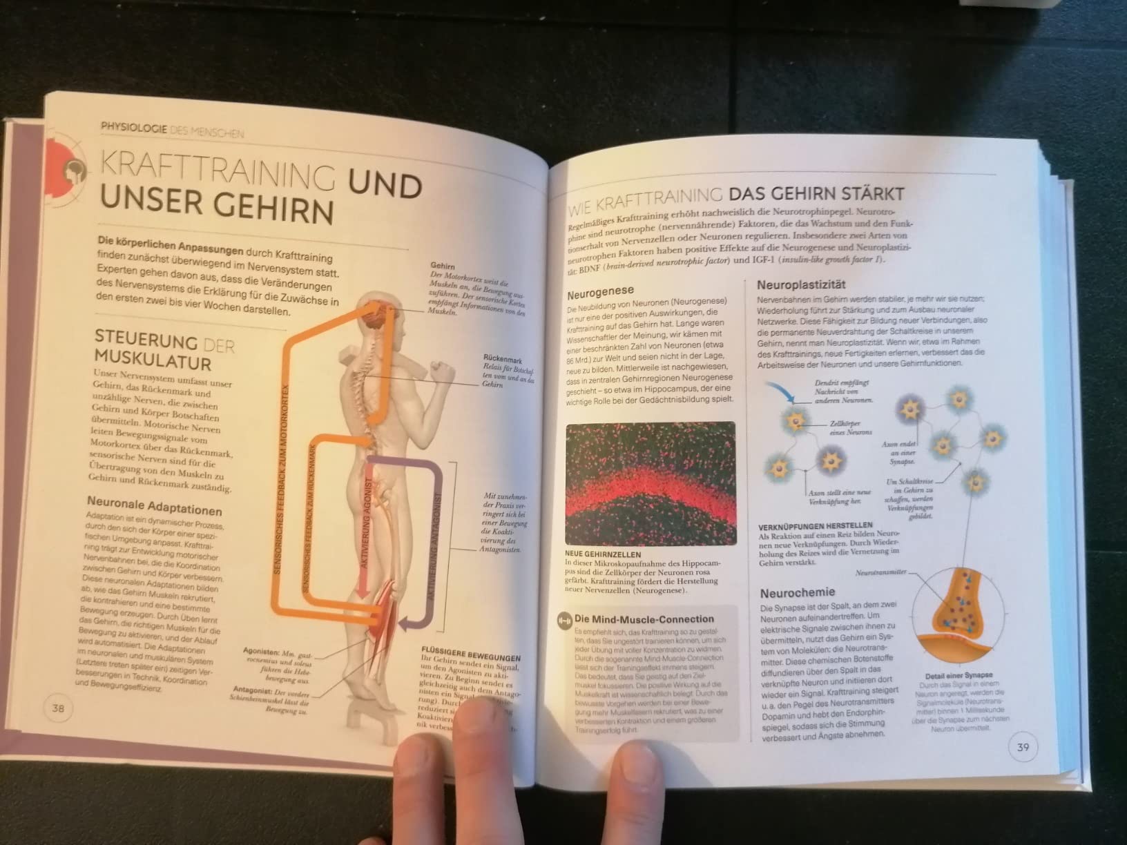 Krafttraining – Die Anatomie verstehen: Mit Übungen zum gezielten ...