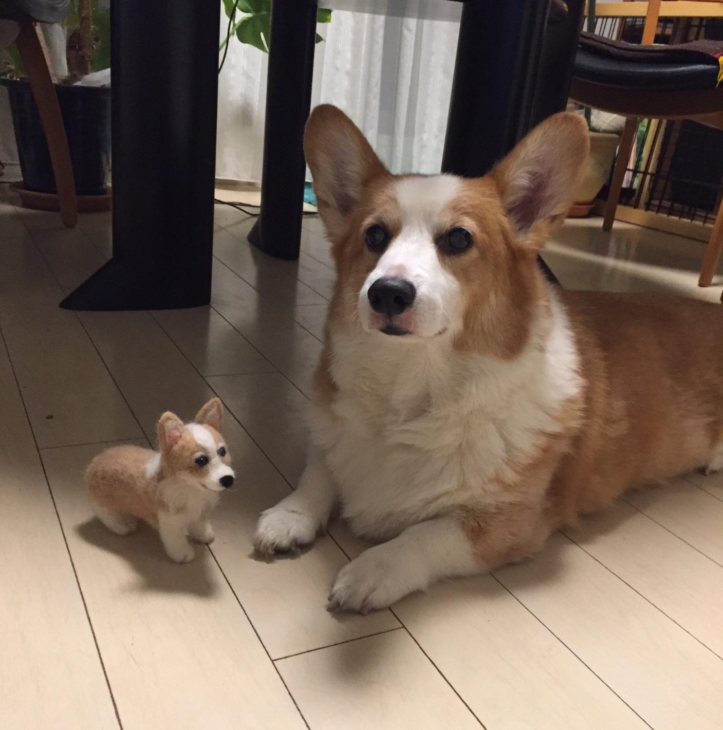 Amazon.co.jp: ハマナカ ウエルシュコーギー/製作キット H441-303 : ホビー