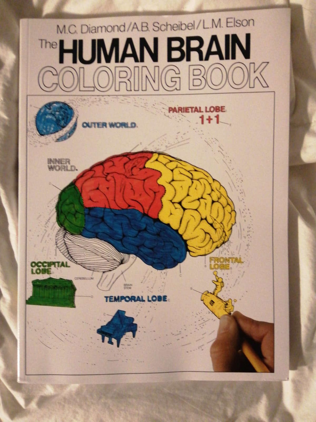 The Human Brain Coloring Book: A Coloring Book : Diamond, Marian C ...