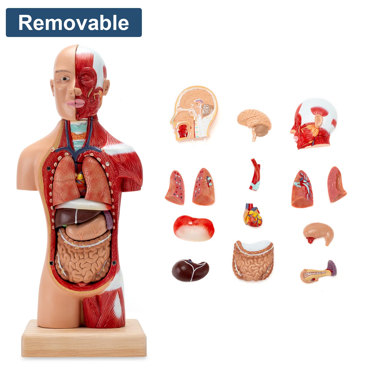 Winyousk Human Organ Model Kids, Detachable Into 15 Parts, Ana | Shop ...