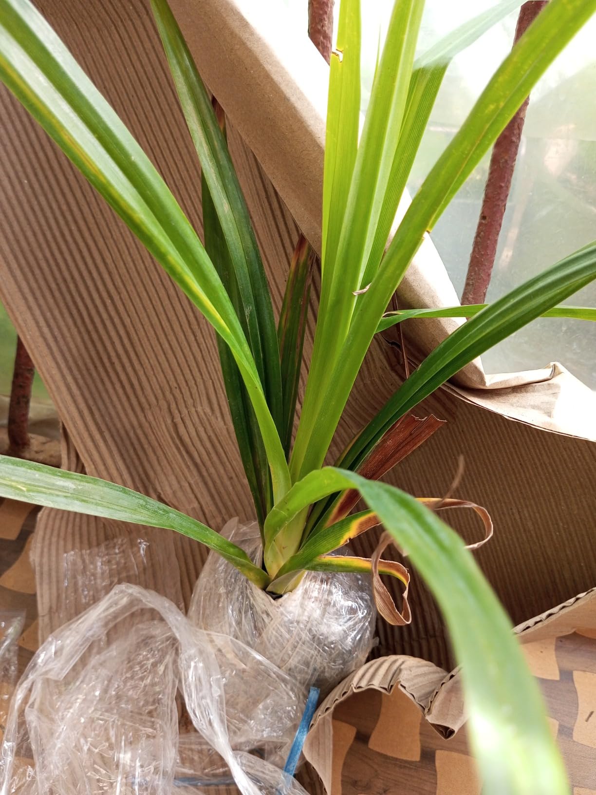 Hug A Plant | Biryani leaf Plant,Rambha Plant (Pandanus Amaryllifolius ...