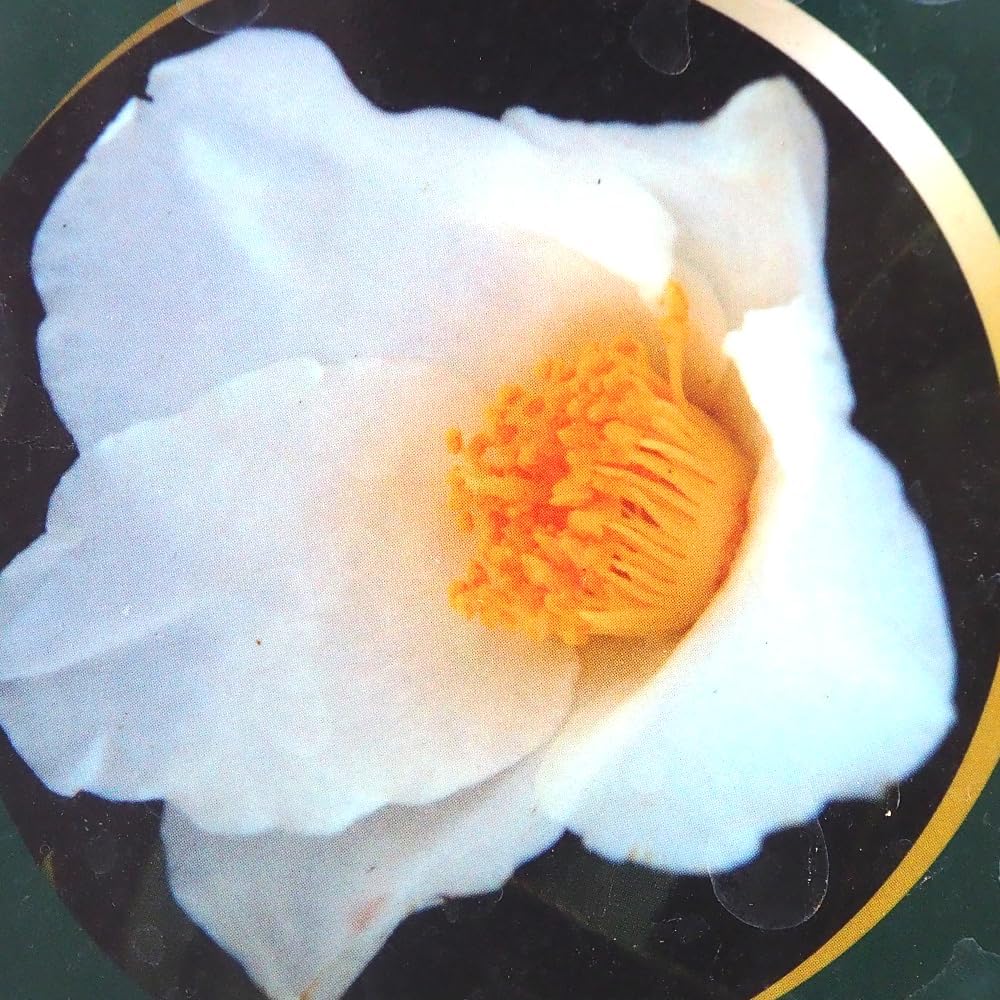 Amazon.co.jp: ITANSE 椿(ツバキ)の苗木 品種：一楽(いちらく) 4号 1個売り【品種で選べる花木苗】茶花にも使われる白花 : DIY・工具・ガーデン