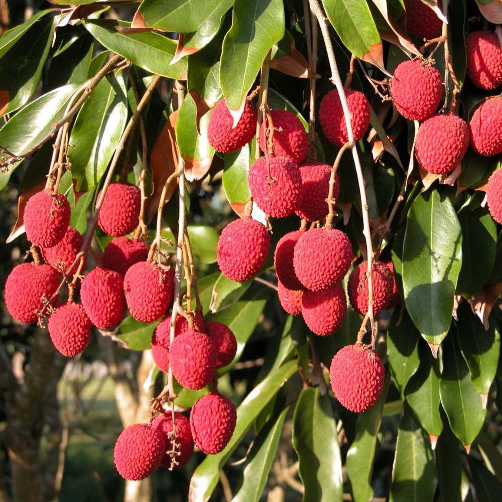 Amazon.com : GHIKOO Sweet Lychee Tree Live Plant - Lychee Plant for ...