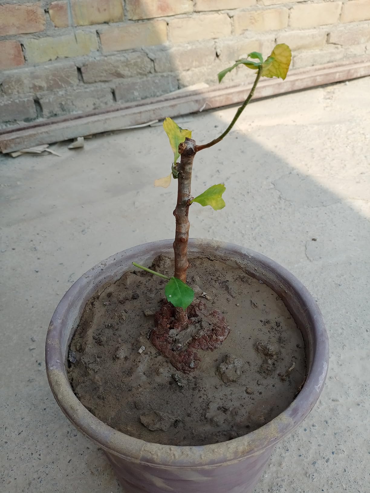 Bharat Herbs Care Commiphora Mukul, Guggal, Guggul - Plant (1 Healthy ...