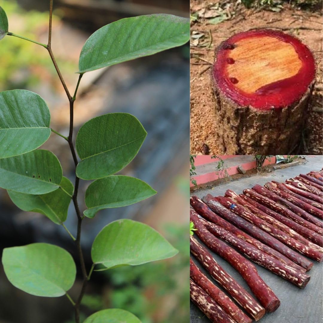 Red chandan tree live plant,live plant for red chandan tree (Pack of 1 ...