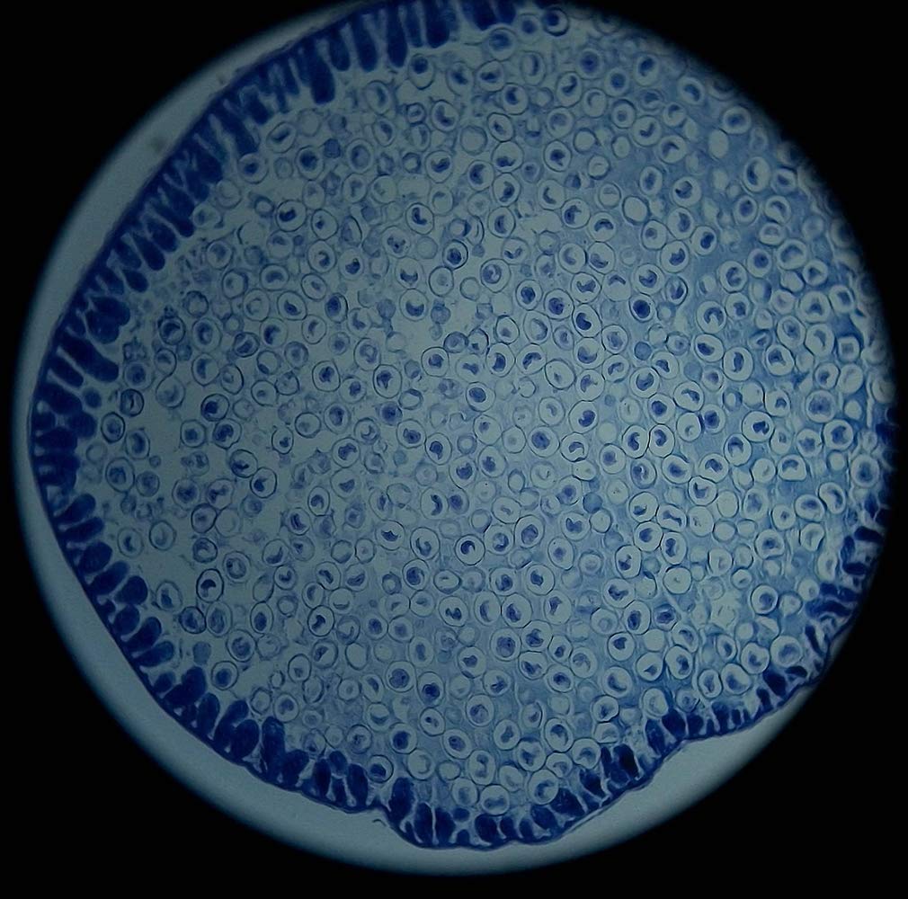 Animal Cell Mitosis Microscope Animal Cell An Overview