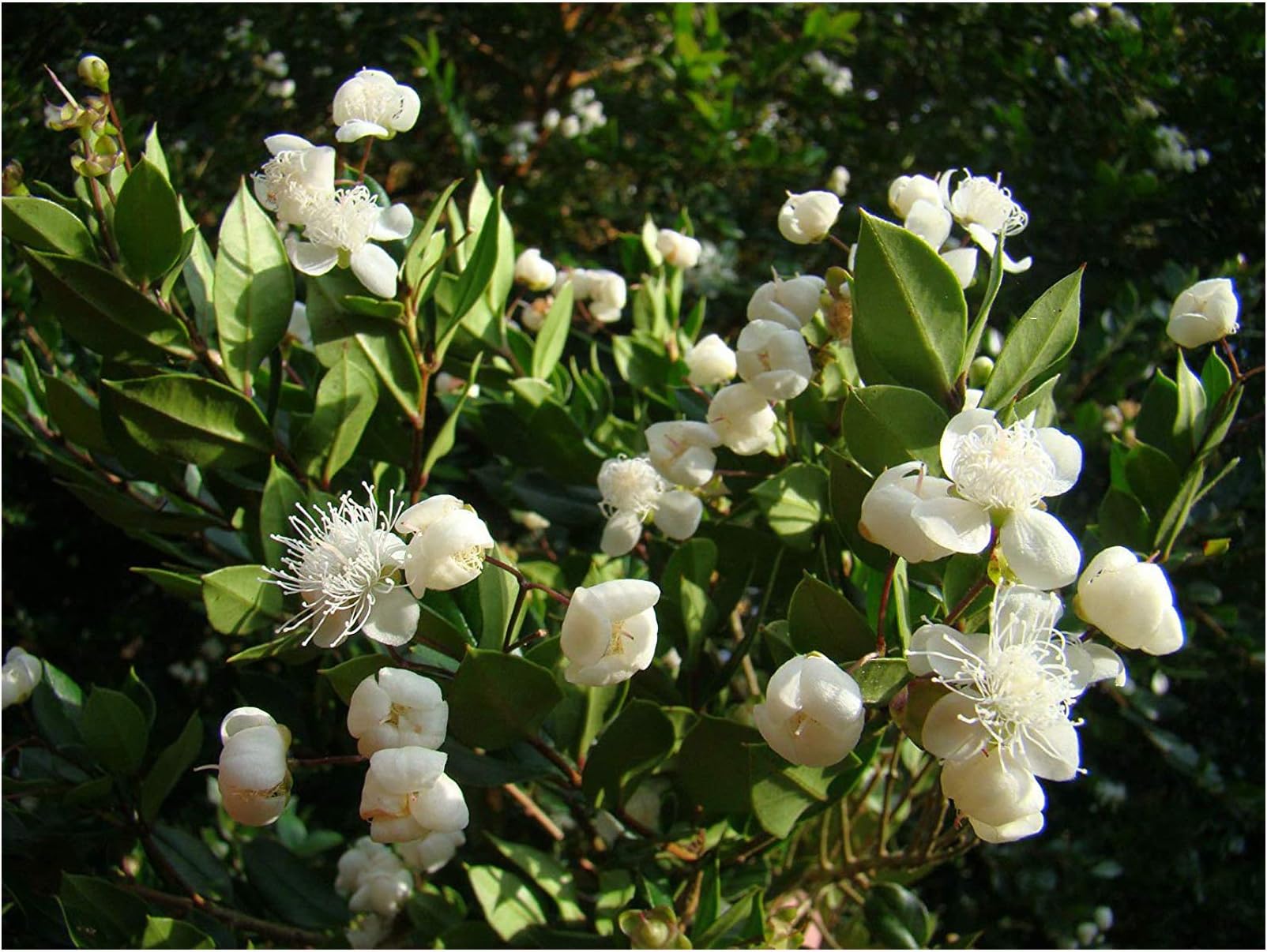 Evergreen Summer Flowering Wild Fruit Chilean Myrtle LUMA APICULATA ...