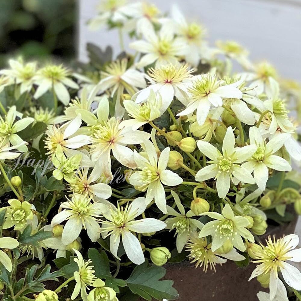 Amazon.co.jp: ハッピーガーデン 花苗 クレマチス ピクシー 1鉢 3号 【お届け中】 Clematis Pixie 多年草 宿根 ...