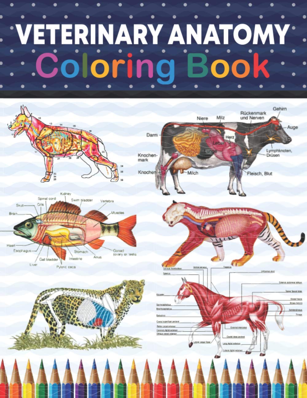 Buy Veterinary Anatomy Coloring Book: Incredibly Detailed Self-Test ...