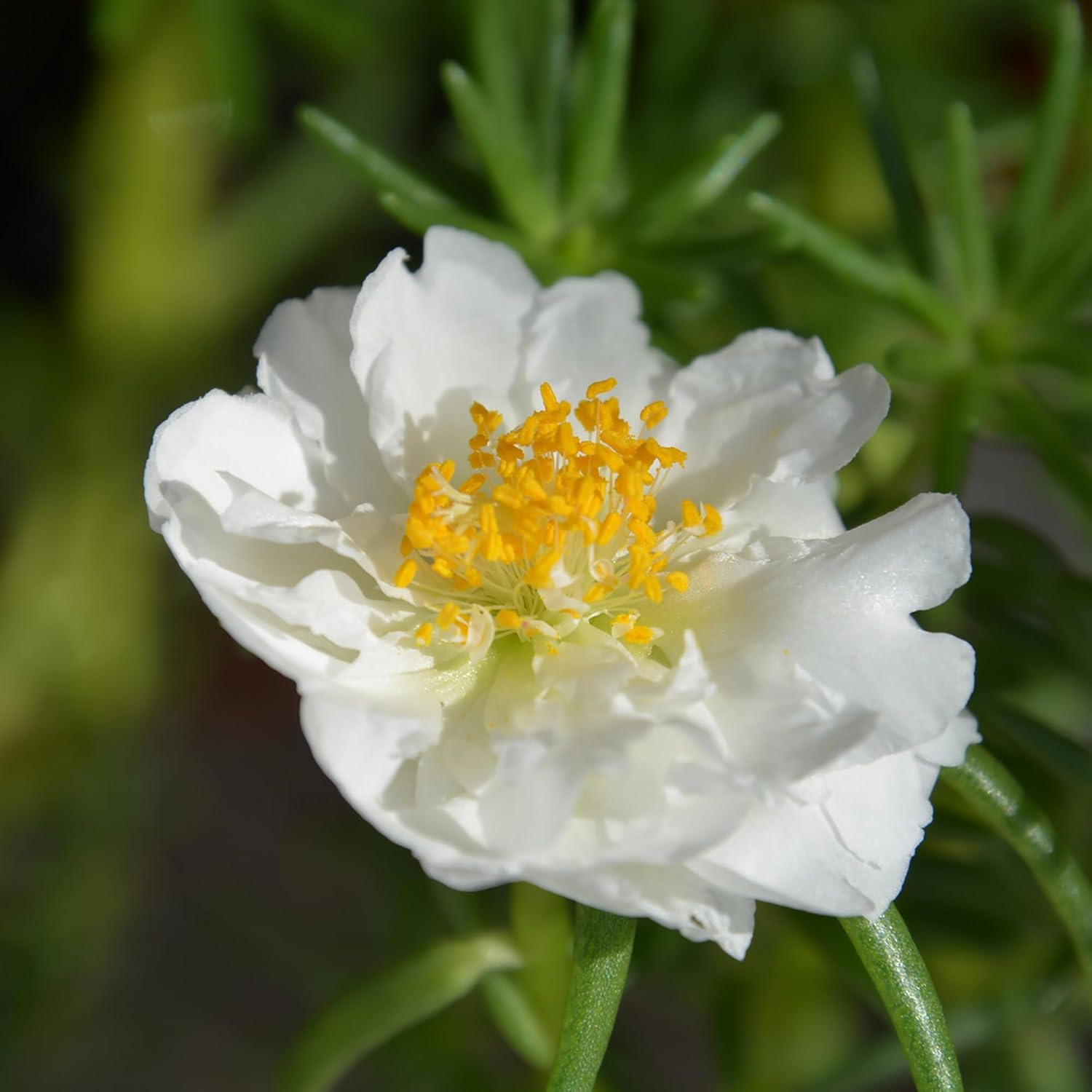 Amazon.com : QAUZUY GARDEN 100pcs White Portulaca Grandiflora Seeds ...