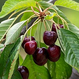 Amazon.com : Cherry Fruiting Tree (Black Tartarian, 7 gal.) : Patio ...