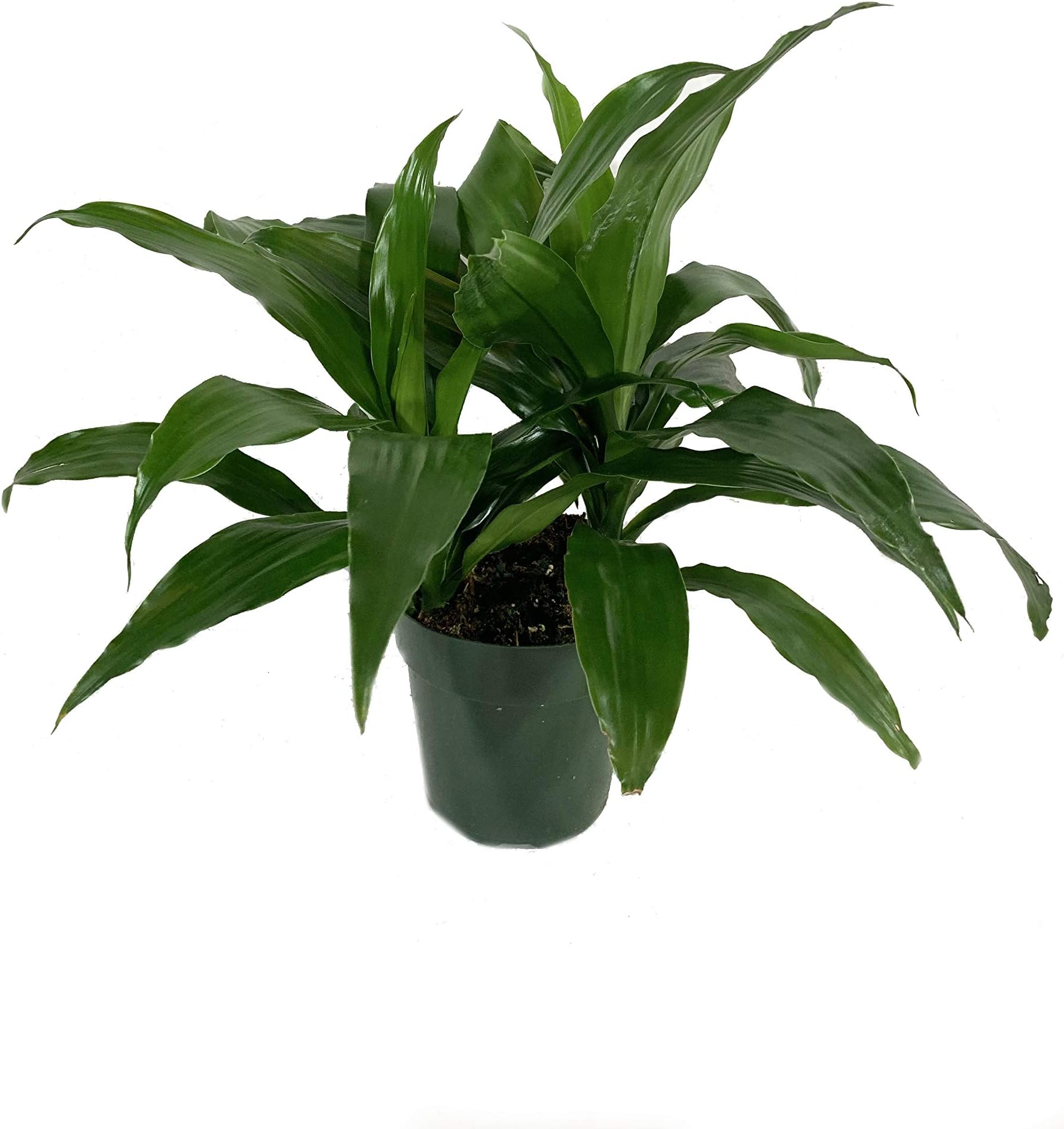Amazon.com : Janet Craig Dragon Tree - Dracaena fragrans - 4" Pot ...