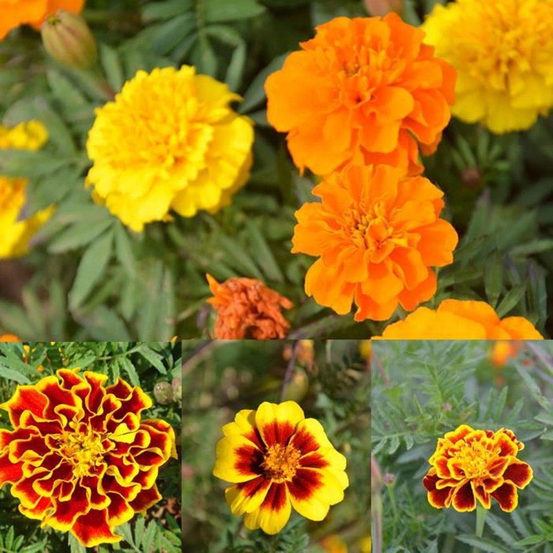 Amazon.com : Heirloom Petite French Marigold Mix Seeds - Tagetes patula ...