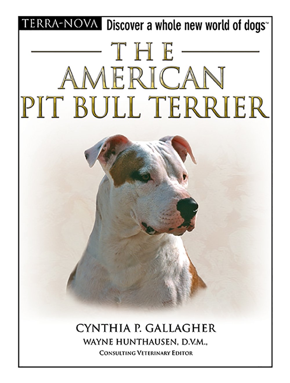 Mistura De Pitbull De Ponteiro Ingles 184 Pointer Pitbull Mix Stock