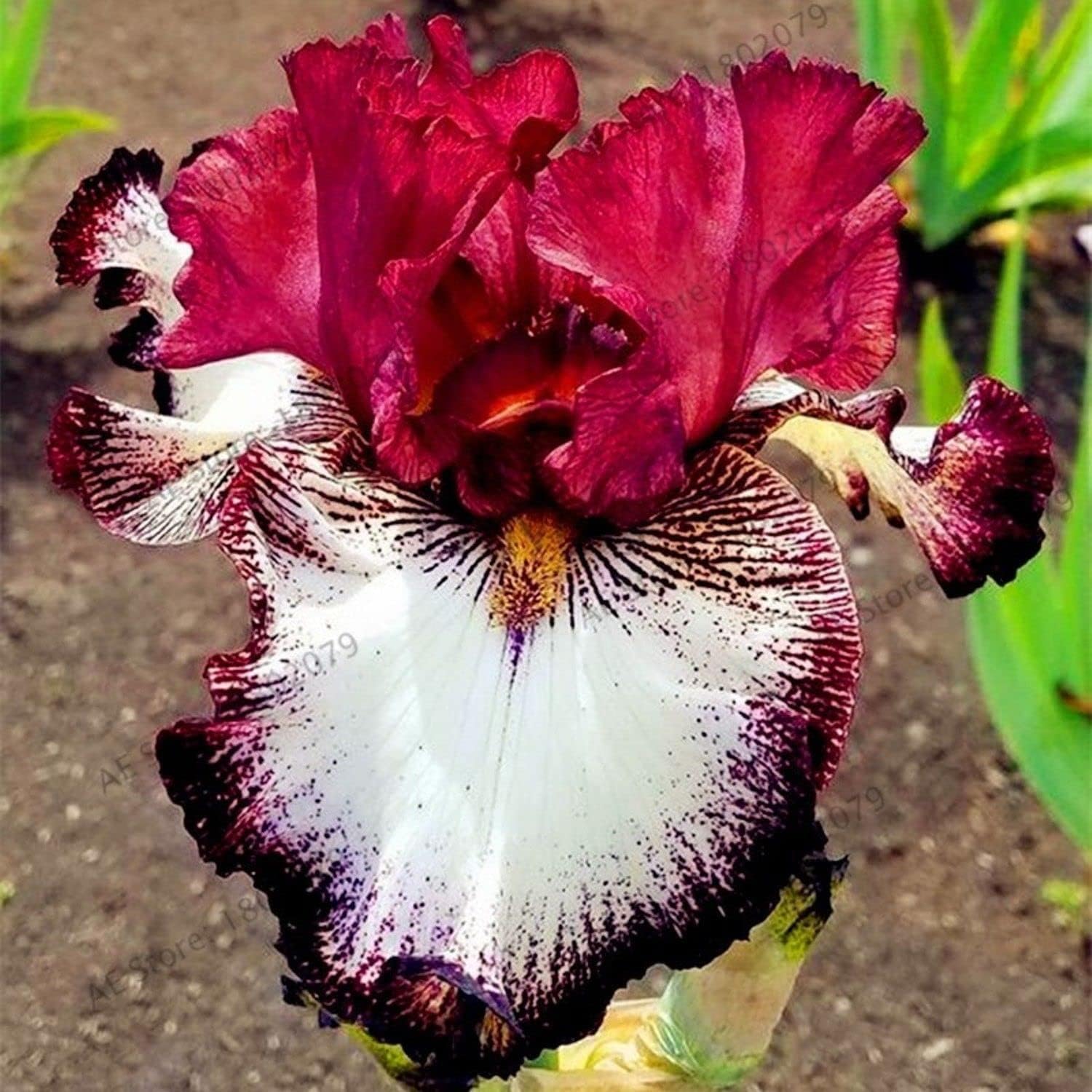 Amazon.com : Re-Blooming Bearded Iris Assorted Colors Flower Bulb ...